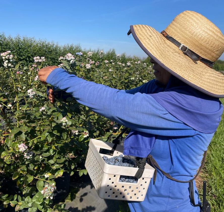 Cultivo de mirtilo avança no interior de Rio e São Paulo