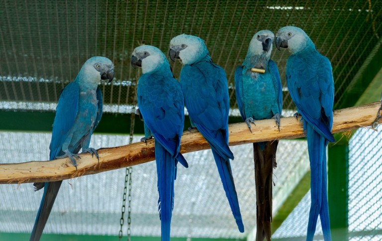 Ararinha-azul: espécie ameaçada de extinção ganhou destaque após ...