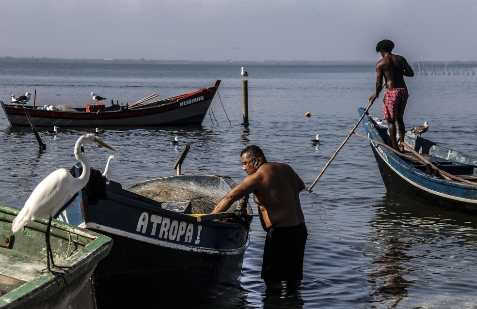 Espécies de pescado ressurgem na Lagoa de Araruama com melhora na ...