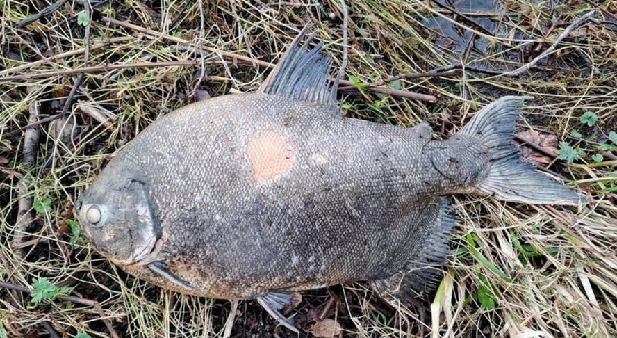 Peixe Pacu nativo da Amazônia é encontrado em lago na Irlanda e intriga ...