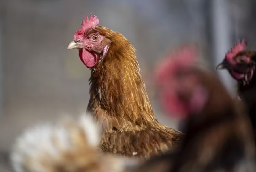 Calorão estressa galinhas e ajuda na disparada do preço dos ovos, entenda