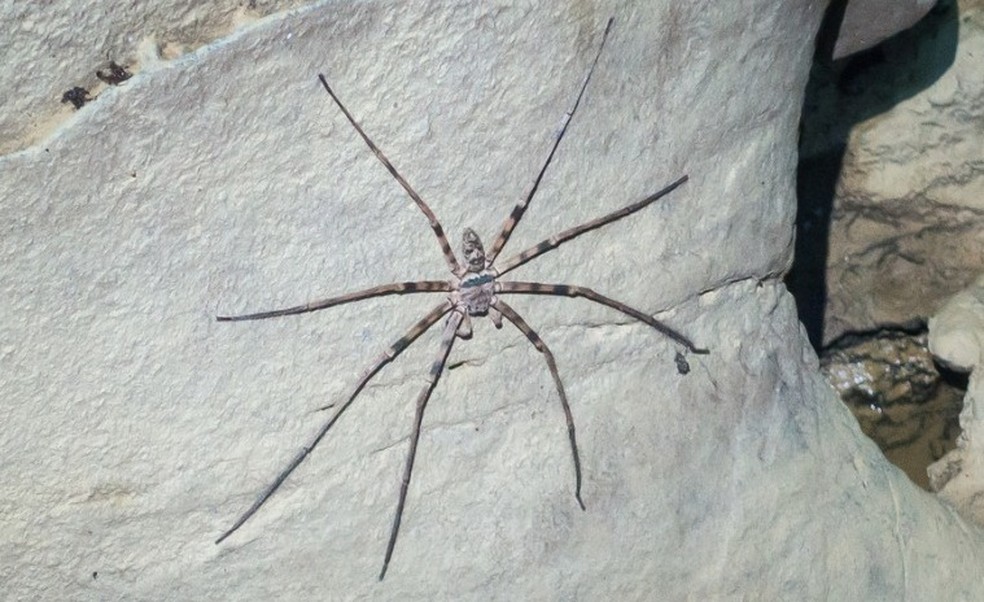 Caçadora gigante: conheça a maior aranha do mundo em extensão de pernas