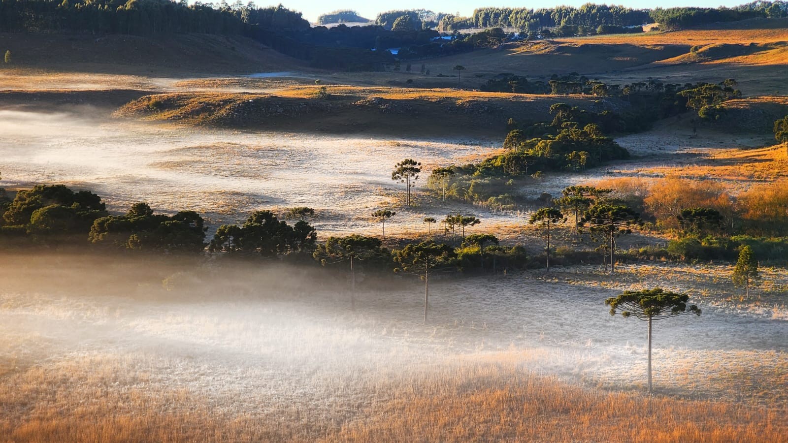 Frio intenso traz risco de geadas no Sul e Sudeste; veja como fica o ...