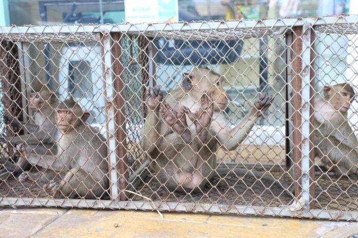 'Guerra dos Macacos': viraliza vídeo de briga entre gangues de primatas ...