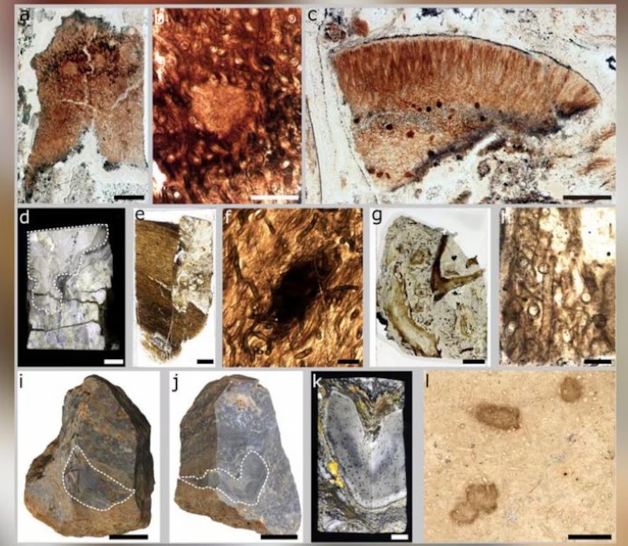 Mistério de 400 milhões de anos: o que são os Prototaxites, organismos ...