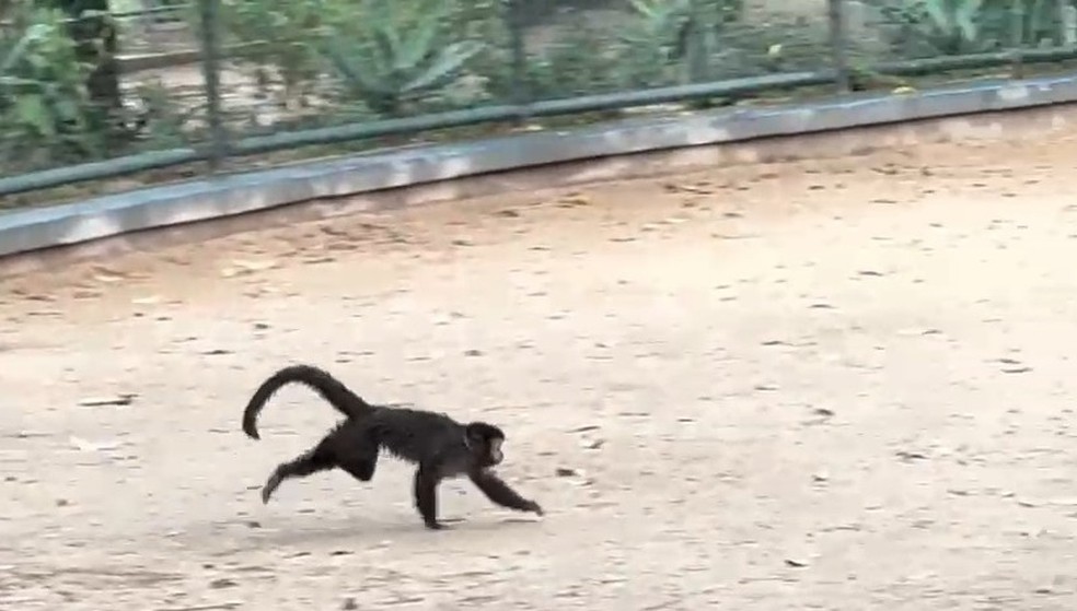 Visita inesperada: macaco-prego passeia pelo Bairro Peixoto, em ...