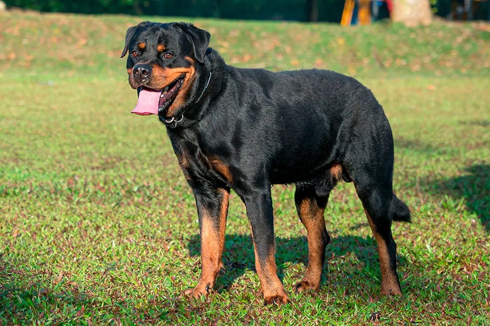 Luta Entre Rottweiler E Doberman