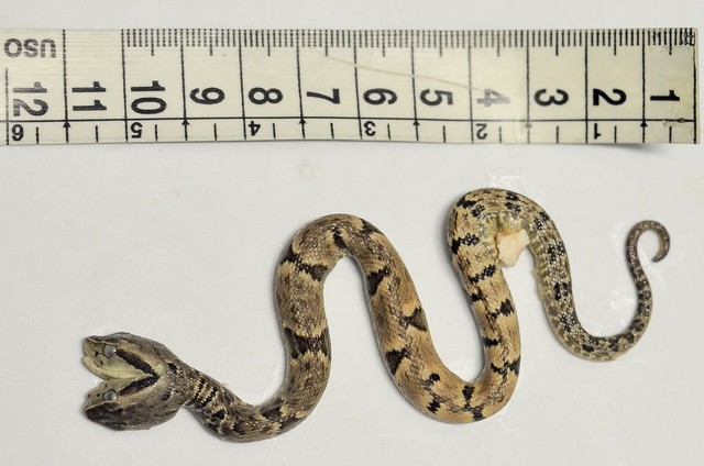 Filhote de jararaca nasce com duas cabeças