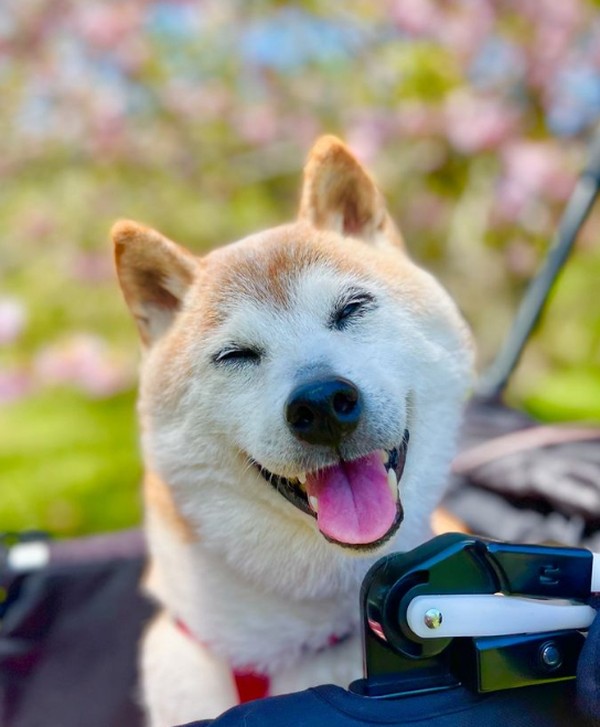 Morre Kabosu, a cachorrinha japonesa dos memes virais que inspirou ...