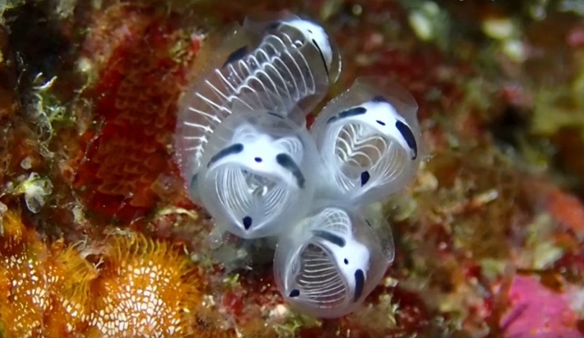 ‘Panda-esqueleto-do-mar’: cientistas descobrem nova espécie marinha com ...