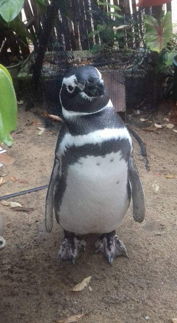 Pescador da Ilha Grande que resgatou Dindim é visitado por novo pinguim ...