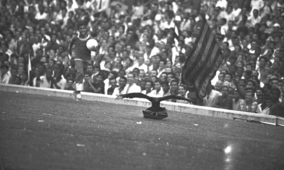 Como urubu virou mascote do Flamengo após voo histórico no Maracanã, há ...