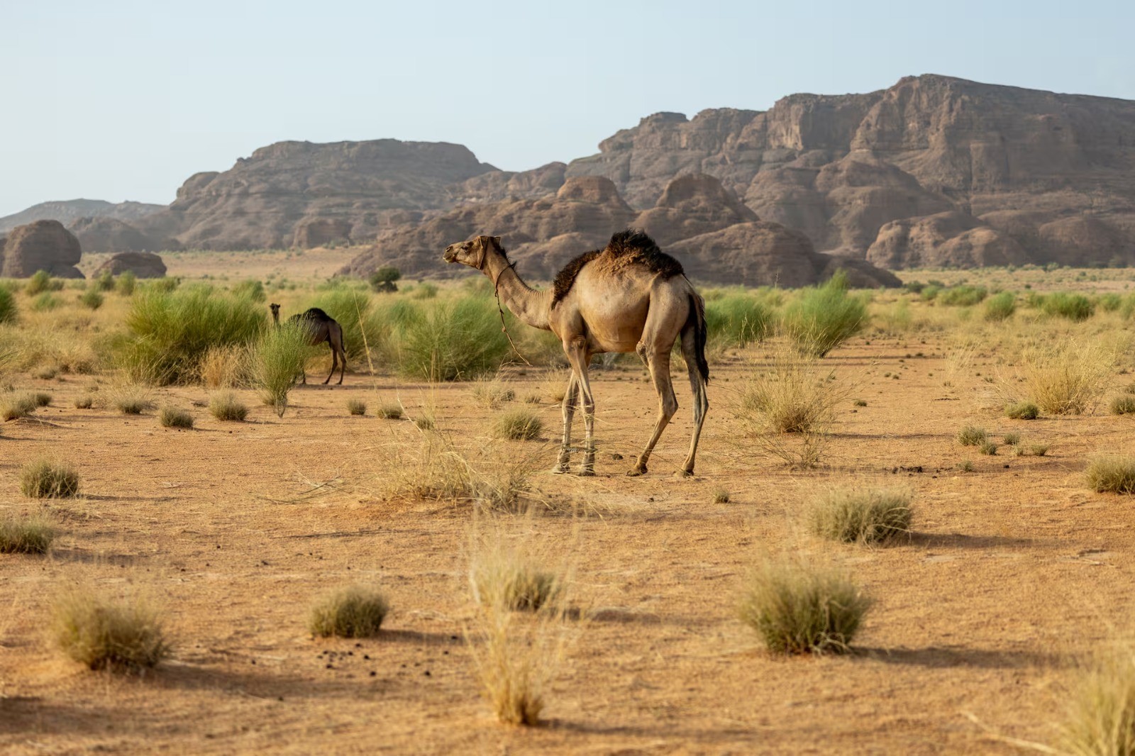 Saara Verde? Arqueólogos encontram pinturas e vestígios de um deserto ...