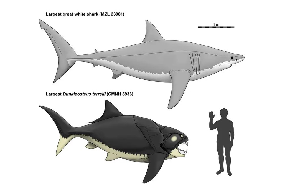 Dunkleosteus: peixe monstro com armadura no crânio já foi o predador ...