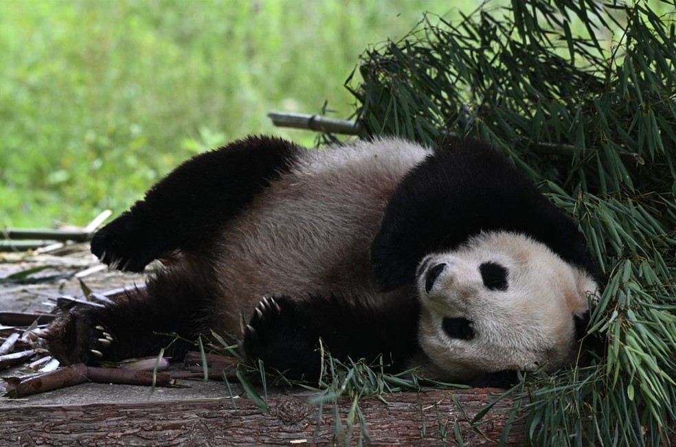 Pandas nascidos no exterior estão ajudando a China a aumentar a ...