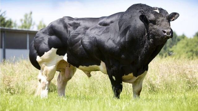 Boi 'fisiculturista': conheça o gado mais musculoso do mundo, que pode ...
