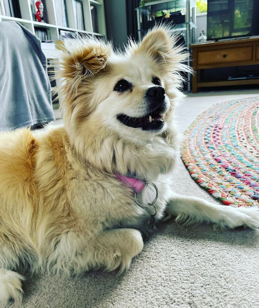 Primeira cadela resgatada do mercado de carne chinês desde a pandemia ...