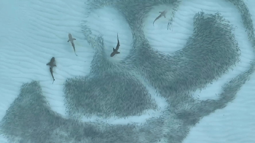 Registro de caçada de tubarões a cardume nas Maldivas vence competição ...