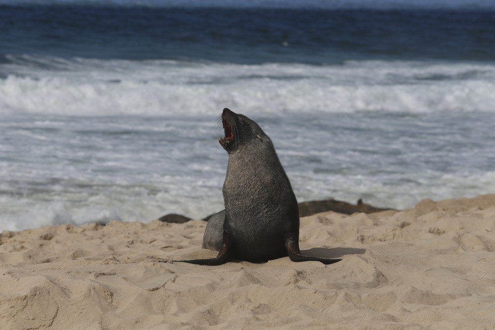 Vídeo: Lobo-marinho aparece em Ipanema e se exibe nas areias de uma das ...
