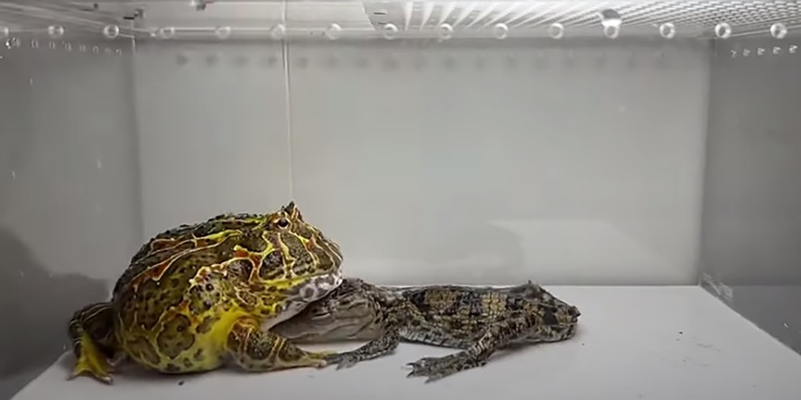 Sapo 'Pac-Man', que viralizou em vídeos na internet, está em risco de ...