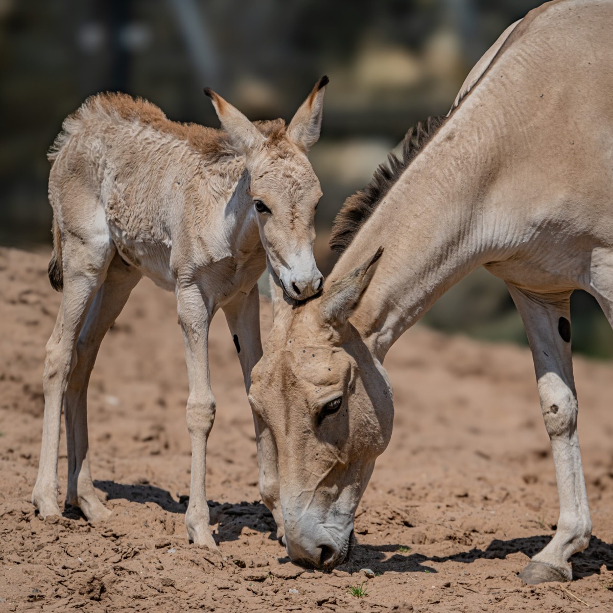 'Burro mais raro do mundo', onagro nasce em zoológico no Reino Unido ...