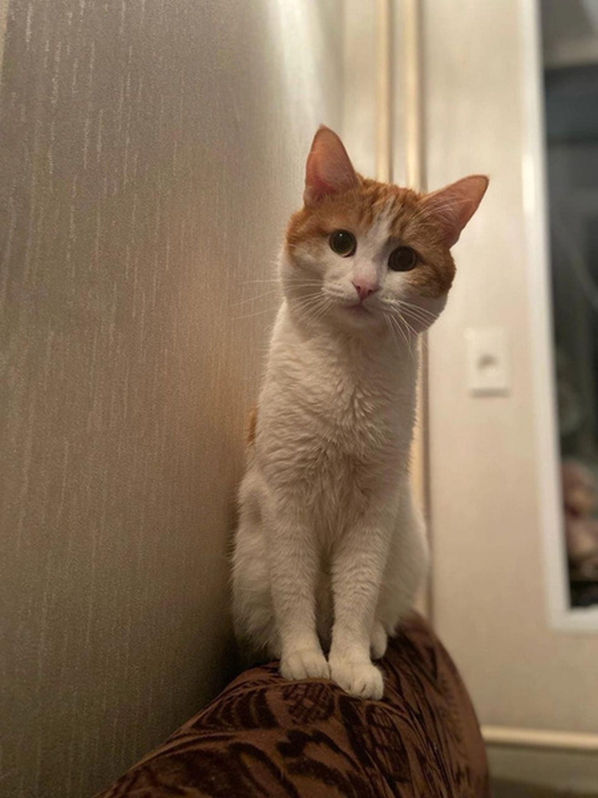 Como a morte de gato na Rússia testou os limites do que ainda é ...