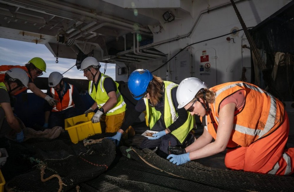 'Porco-do-Mar': nova espécie é descoberta por pesquisadores na Nova ...
