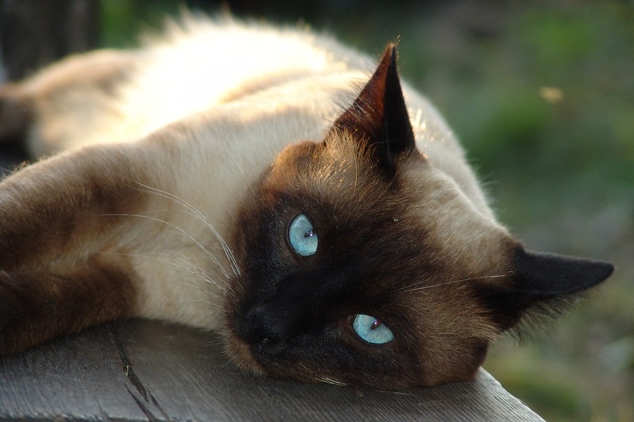 Você sabe como ativar o modo ‘gato siamês’ no WhatsApp? Veja como fazer