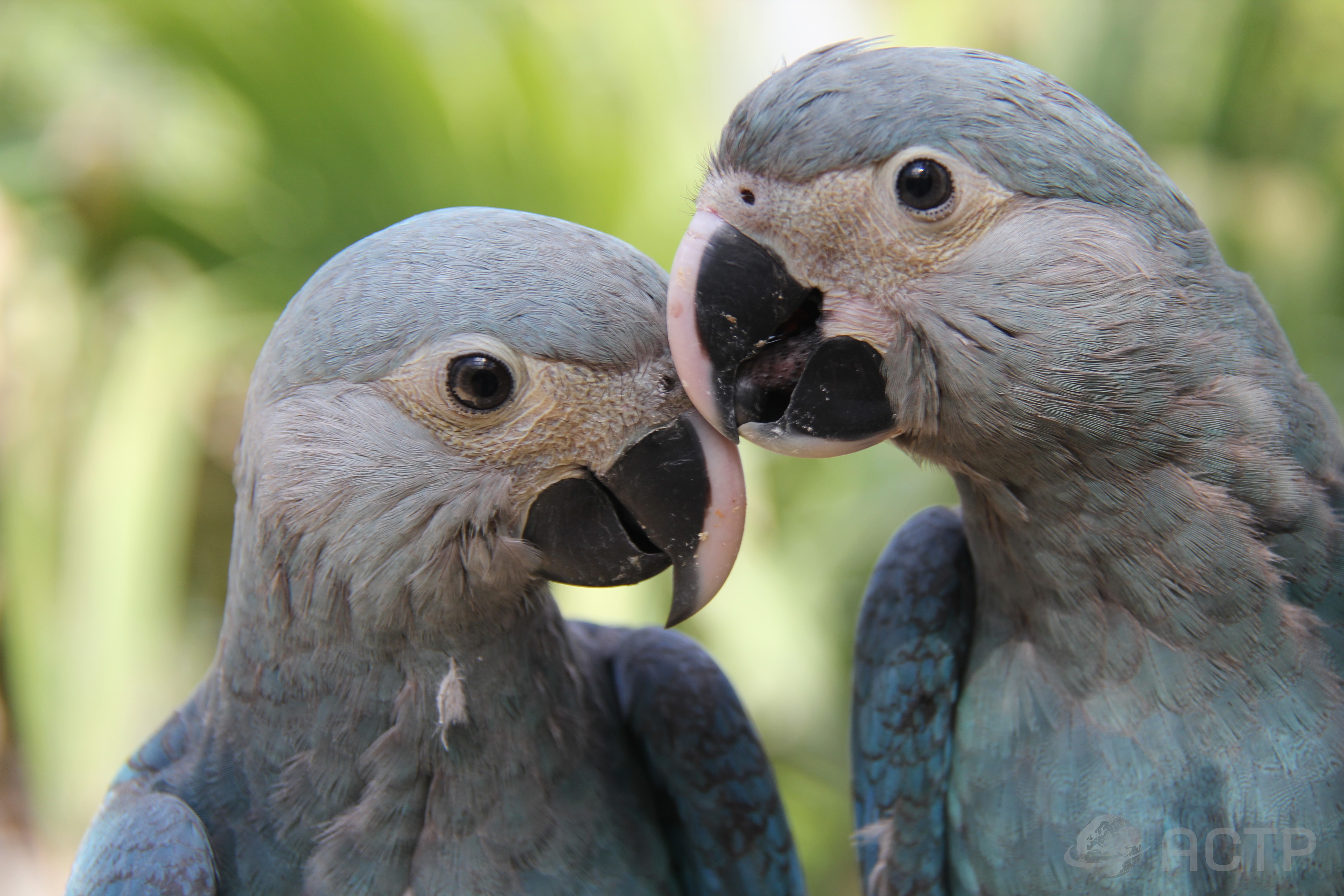 Ararinhas-azuis: animais com vírus letal são as últimas da espécie em ...