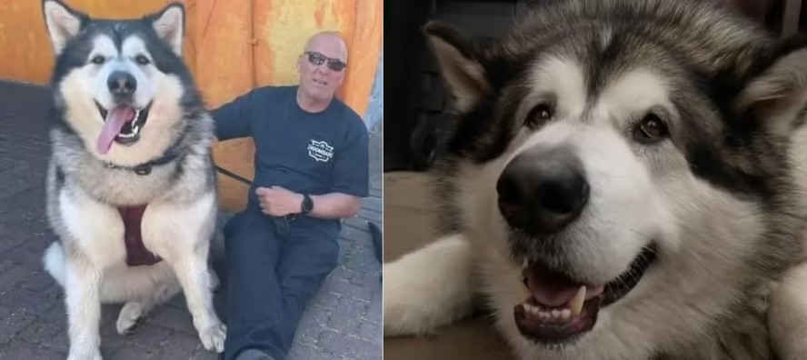 Mal, o 'cachorro gigante' que cresceu sem parar e agora pesa 82 quilos ...