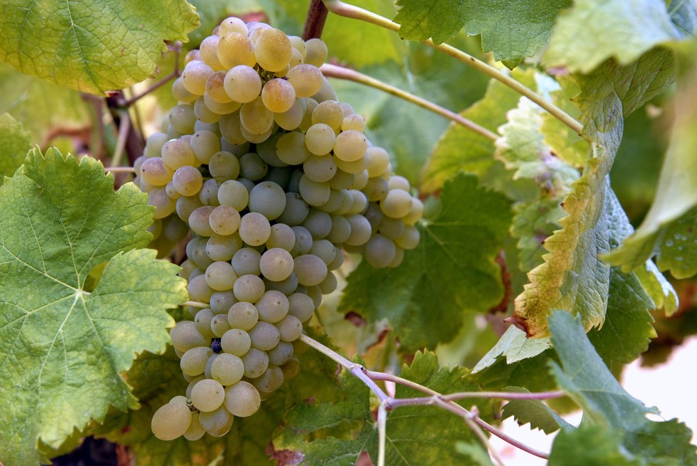Vinhos de Lisboa revelam influência do Atlântico e das colinas; veja ...