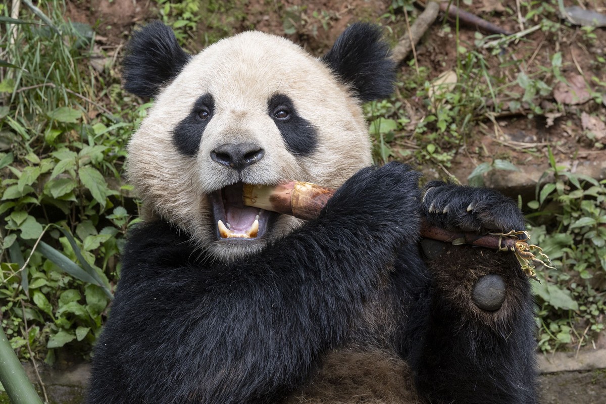 Diplomacia dos pandas: China envia dois ursos gigantes para zoológico ...