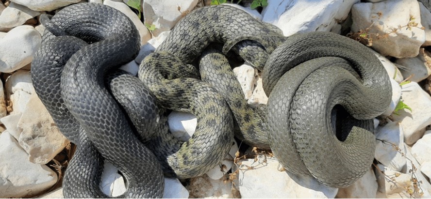 Espécie de cobras finge própria morte com 'efeitos especiais' de sangue ...