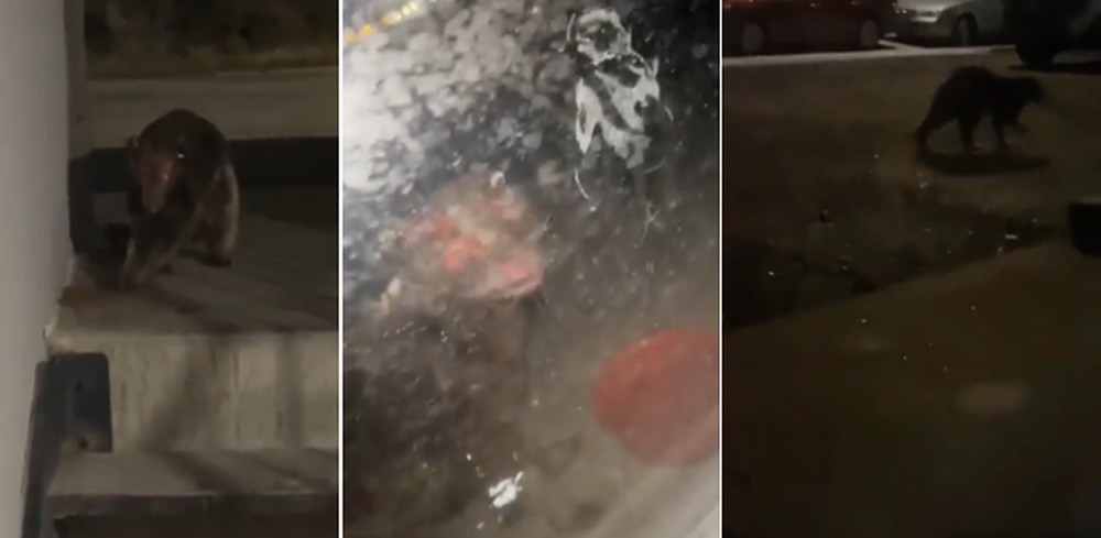 De fenômenos paranormais a espécies não identificadas: Animal misterioso filmado no Colorado ...