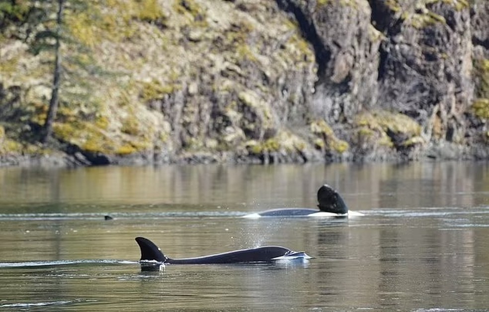 Autoridades correm contra o tempo para salvar bebê orca que se recusa a ...
