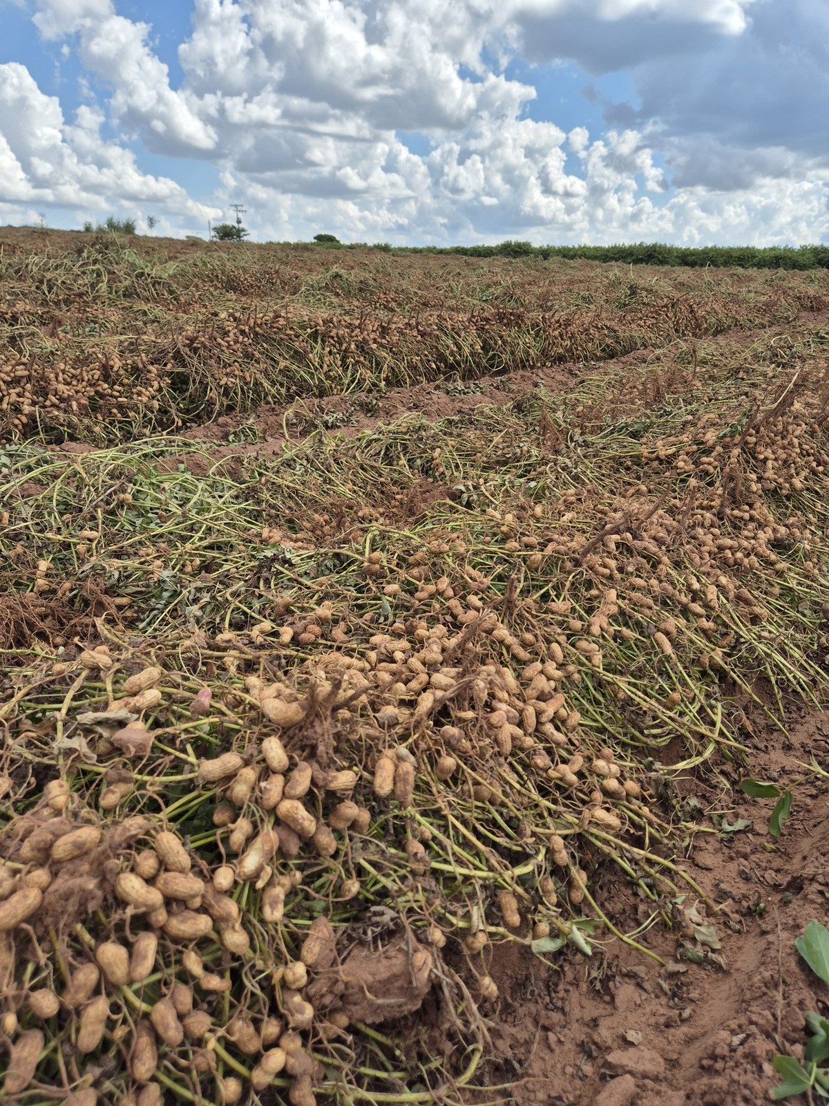 Amendoim avança no Brasil com pesquisa, atrai produtores em SP e bate ...