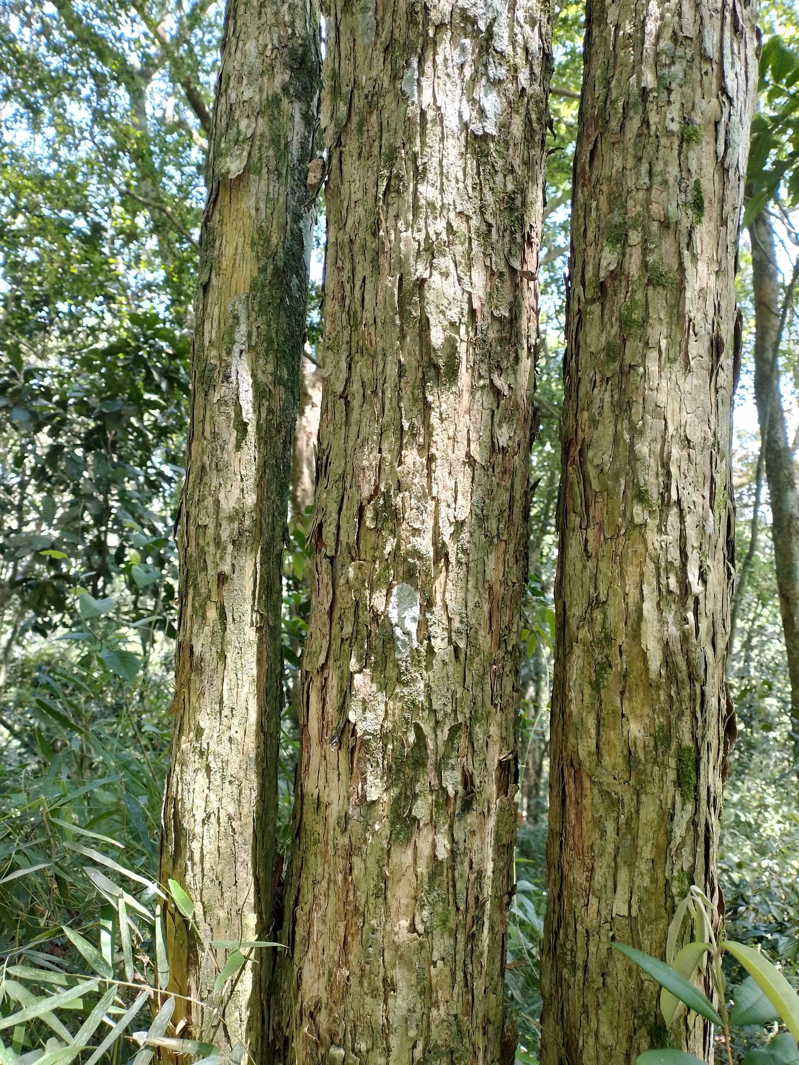 Nova espécie de orquídea é descoberta na Amazônia