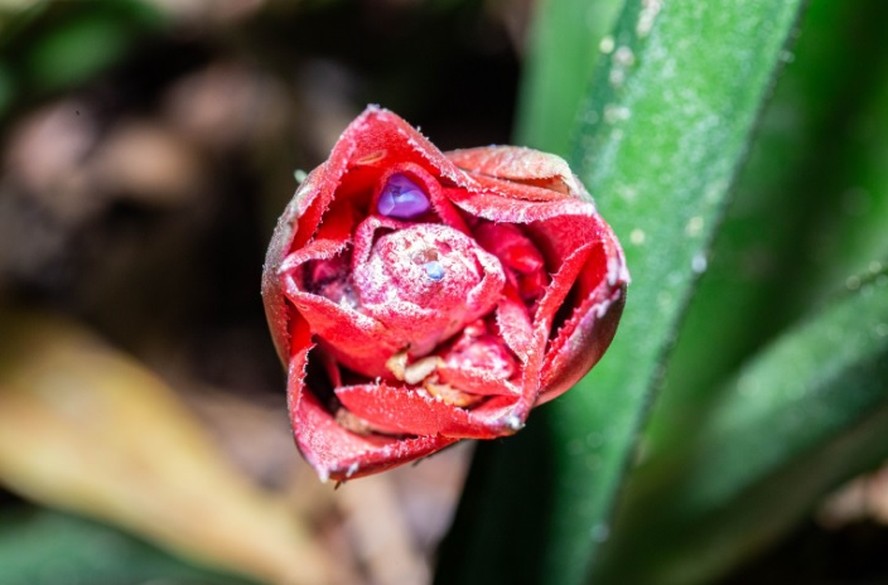 Nova espécie de bromélia descoberta no Parque Três Picos, na Região ...