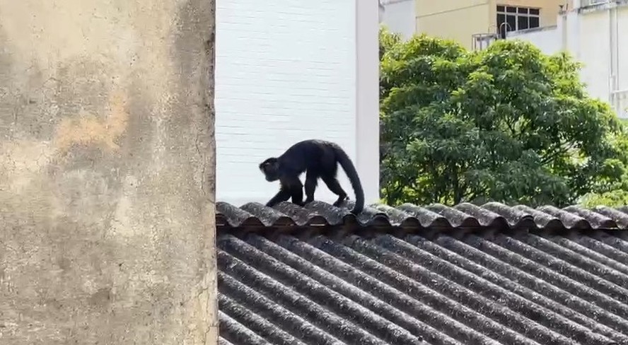 Visita inesperada: macaco-prego passeia pelo Bairro Peixoto, em ...