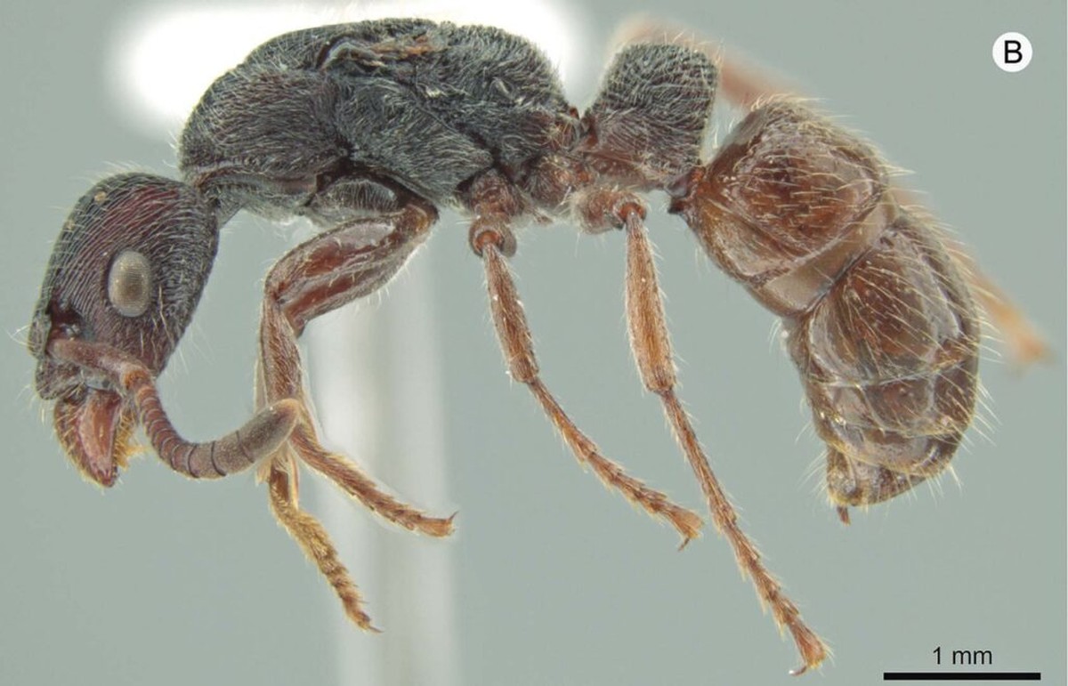 Pesquisadores encontram espécime único de formiga na Amazônia