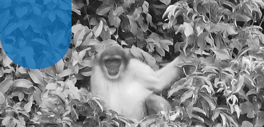 Maior primata das Américas e ameaçado de extinção, muriqui-do-sul é ...