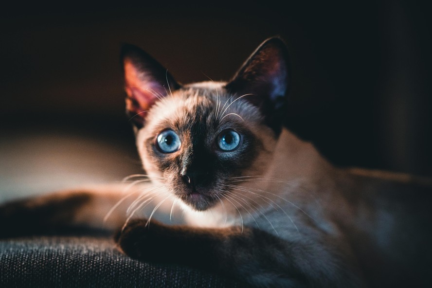 Gatos siameses: por que a raça é considerada uma das mais inteligentes ...