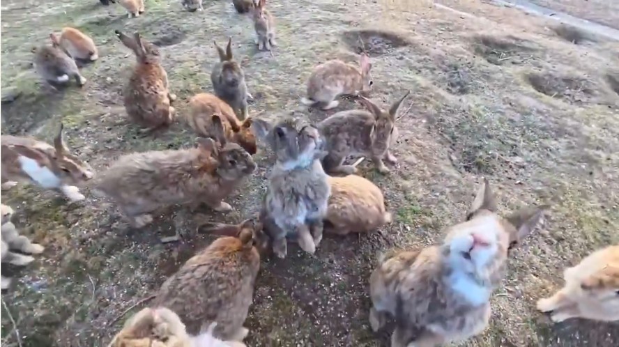 Conheça a ilha dos coelhos no Japão onde os animais recebem turistas ...