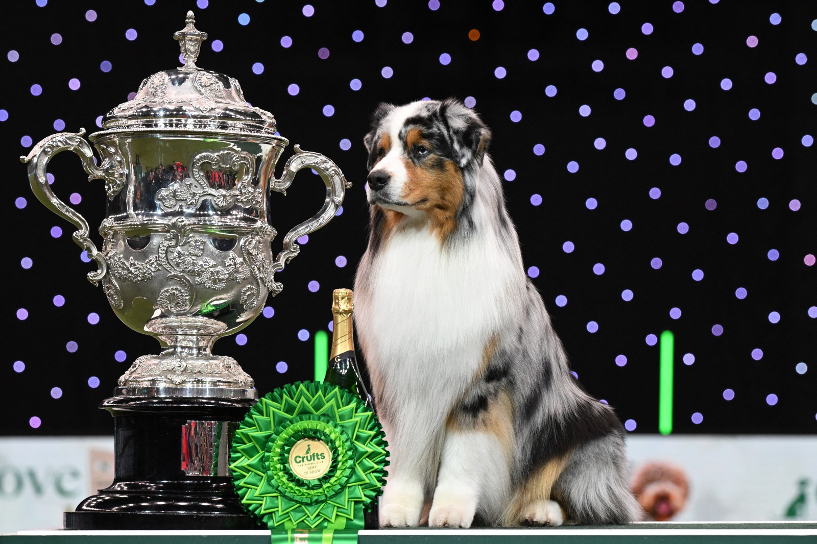 Pastor australiano vence o Crufts 2024, principal competição canina ...