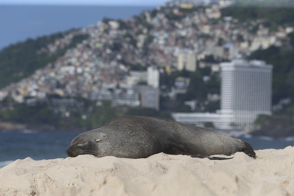 Vídeo: Lobo-marinho aparece em Ipanema e se exibe nas areias de uma das ...