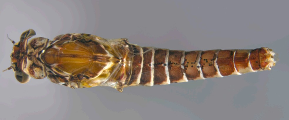 Cientistas brasileiros identificam nova espécie de inseto e o batizam ...