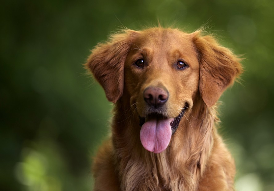O cão é, realmente, o melhor amigo do homem