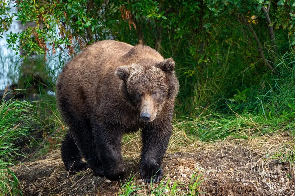 'Fofura peso-pesado': competição busca eleger o urso pardo mais ...