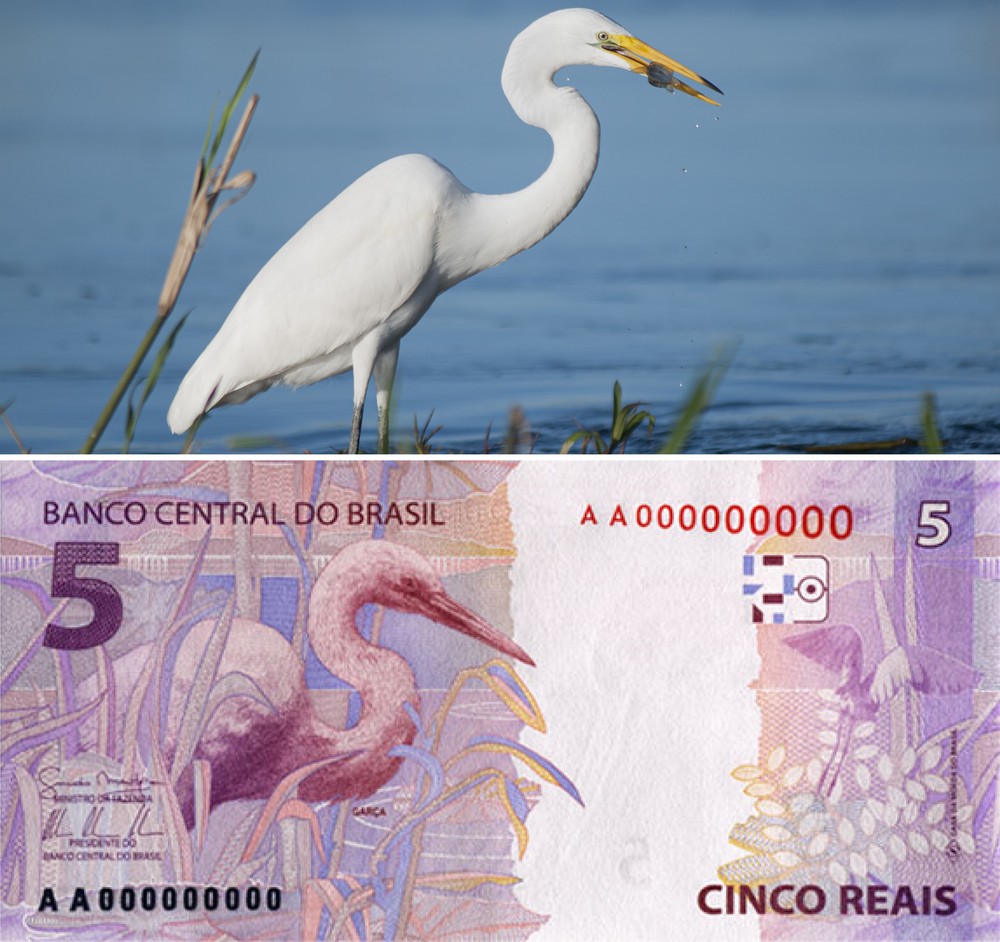 Por que o beija-flor virou o símbolo da nota de R$ 1? Conheça essa e ...