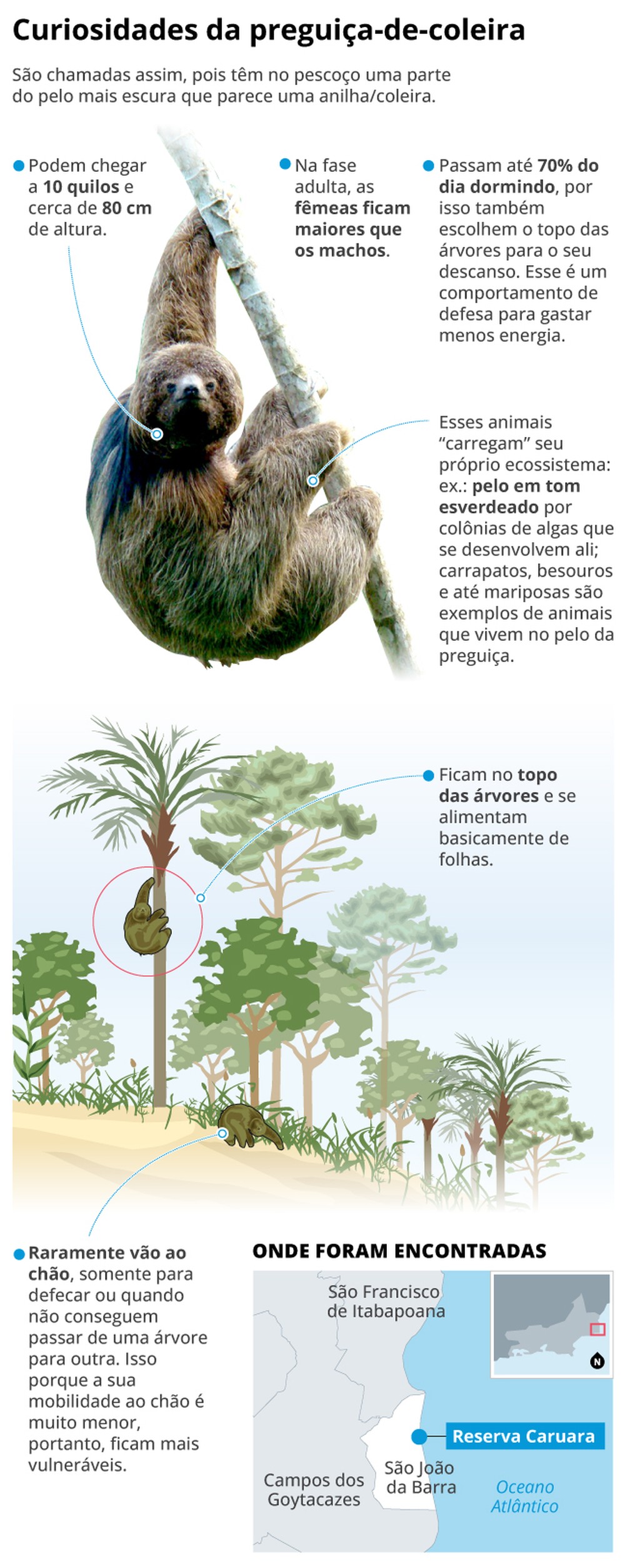 Nova espécie de bicho-preguiça é descoberta em restinga na região Norte ...